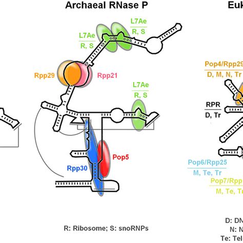 Diversity Of The Ribonucleoprotein Variants Of Rnase P And Inventory