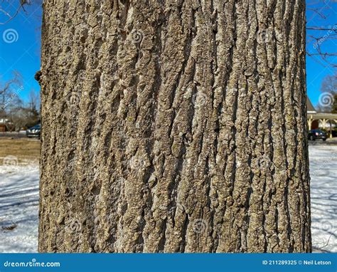 Poplar Tree Identification