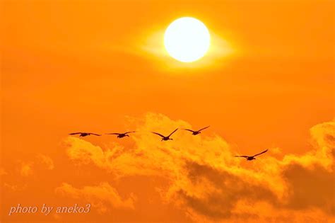 夕陽に白鳥たち4 by Kkoa ID9370622 写真共有サイト PHOTOHITO
