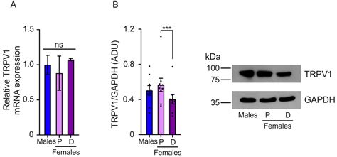 The Influence Of Sex Steroid Hormone Fluctuations On Capsaicin Induced