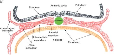Paraaxial Intermediate Lateral Plate Mesoderm DentMistry