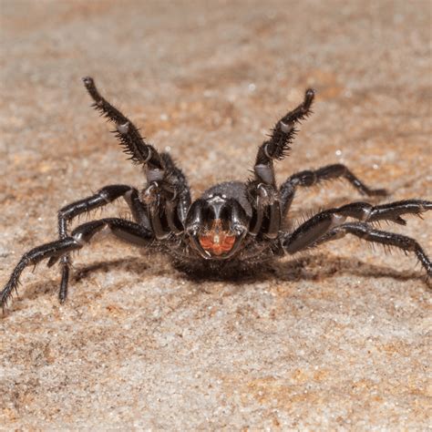 Sydney Funnel Web Spider Friendly Pest Control