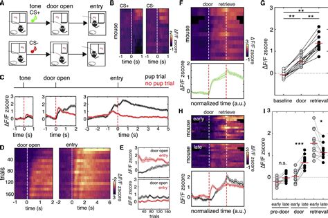 A Dopaminergic Reward Prediction Error Signal Shapes Maternal Behavior