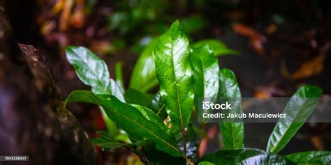 Beautiful Unique Plants Of Subtropical And Temperate Australian