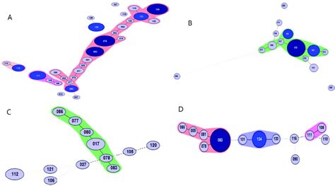 minimum spanning tree analysis of clostridioides difficile polymerase