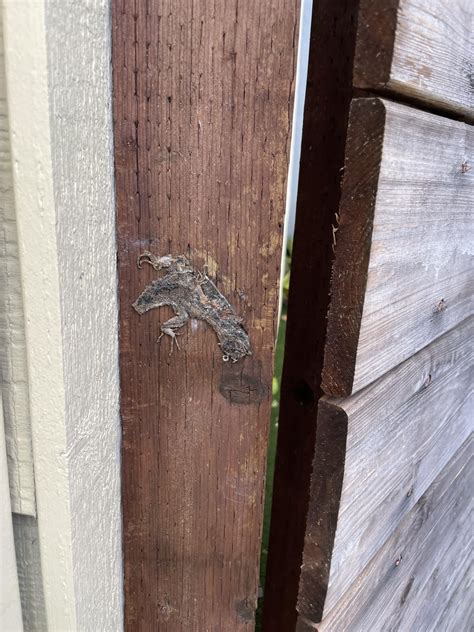 Sorry Mr Lizard Rwellthatsucks