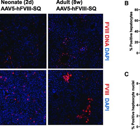 Transduction Patterns Of Aav5 Hfviii Sq Between Mice Dosed As Neonates