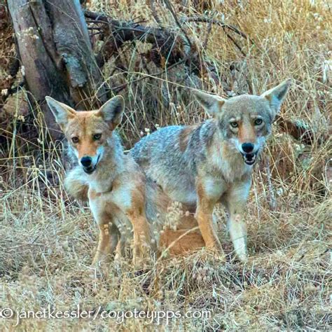 Coyote Mating Behavior Coyote Yipps