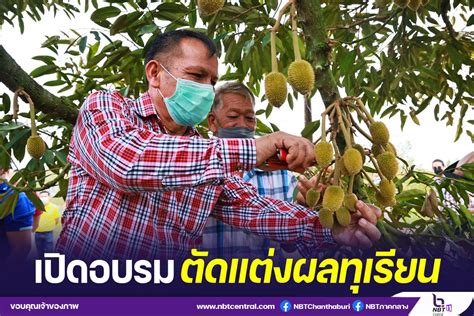 สมาคมผู้ผลิตทุเรียนไทย เปิดอบรมตัดแต่งผลทุเรียนรุ่นแรกของภาคตะวันออกแก่เกษตรกรชาวสวนทุเรียนใน