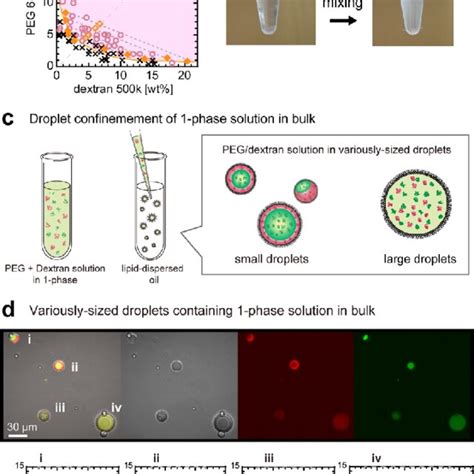 A Phase Diagram Of Peg6k And Dextran500k Blends In Bulk 2 And Download Scientific Diagram
