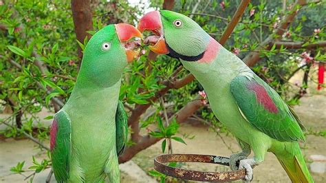 Alexandrine Parrots Mating Dance Parrots Kissing Each Other Youtube