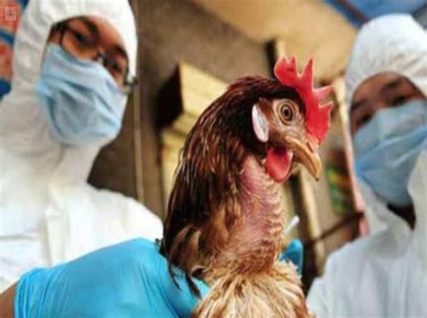 Detectan Primer Caso De Influenza Aviar Ah5n1 En México Imagen Radio