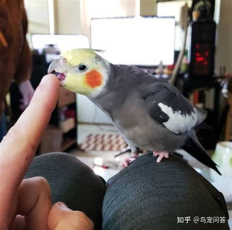 鹦鹉咬人的六大原因 知乎