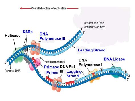 Understanding Dna Replication An Illustrated Guide