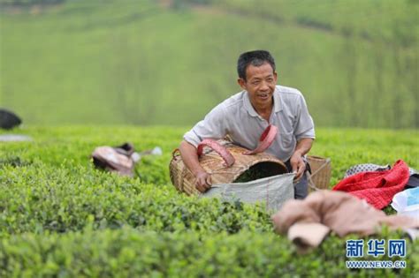 清明节后 贵州万亩茶海的茶农们采摘春茶