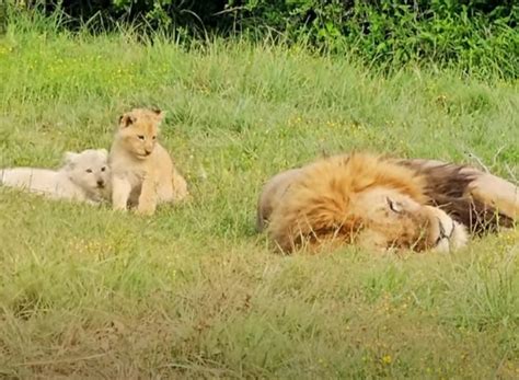 Naughty Lion Cubs Melt Hearts With The Adorable Way They ‘annoy Their