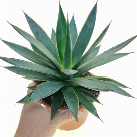 Агава — купить недорого с доставкой по России