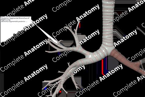 Posterior Segmental Bronchus Of Right Lung Complete Anatomy