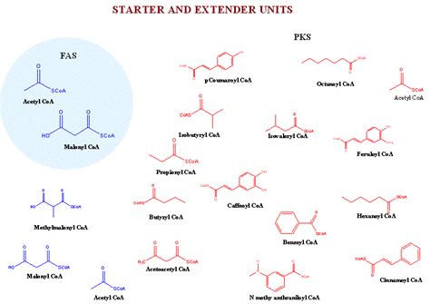 The Key Chain Building Step Ofpolyketide Biosyhnthesis Is A Decarboxylative Condensation