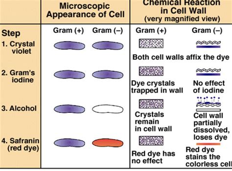 Microscopy And Staining Flashcards Quizlet