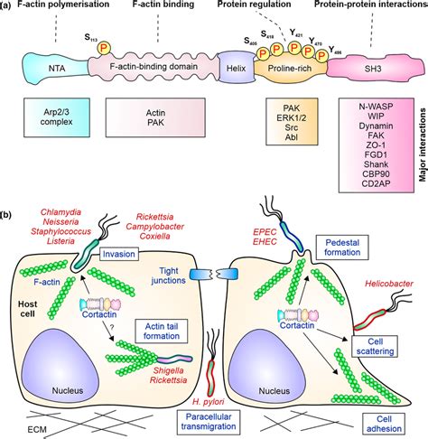 A Domain Organization Of Cortactin And Its Role In Bacterial
