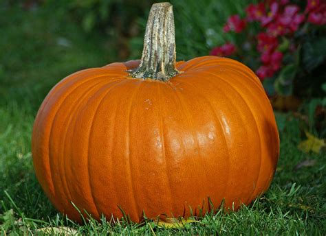 Як прискорити достигання гарбузів Читайте на Ukr Net