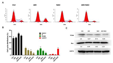 Induction Of Cell Cycle Disturbance In Mc38 Cell Lines A Mc38 Cells Download Scientific