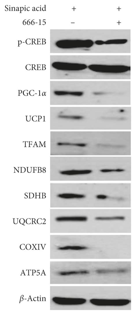 P38 Mapk And Creb Mediate The Browning Effect Of Sinapic Acid In 3t3 L1 Download Scientific
