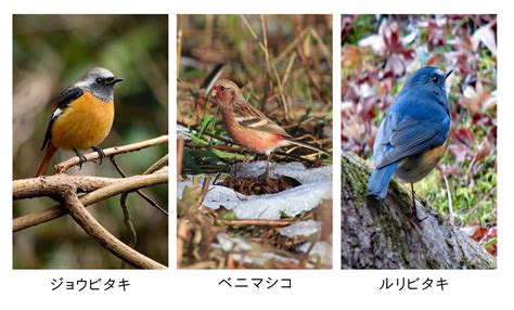 冬を彩る小鳥たち 御菓子処 井上耕養庵