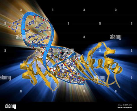 Tata Box Binding Protein And Dna Molecular Model Showing A Tata Box Binding Protein Tbp