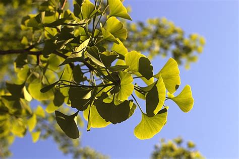 햇빛에 녹색 은행나무 배경 맑은 하늘 푸른 하늘 파란 하늘 배경 일러스트 및 사진 무료 다운로드 Pngtree