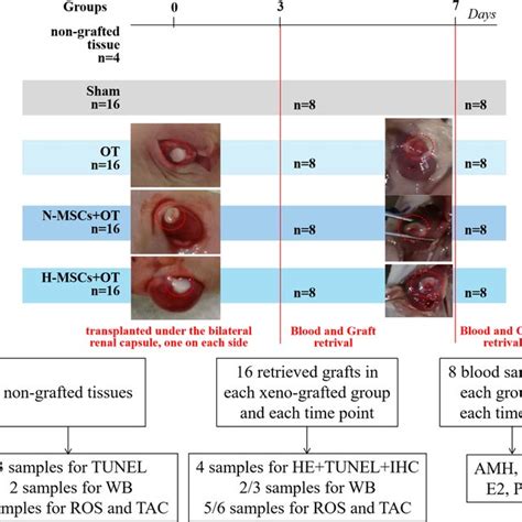 Experimental Design Frozen Thawed Human Ovarian Cortex Tissue From 4