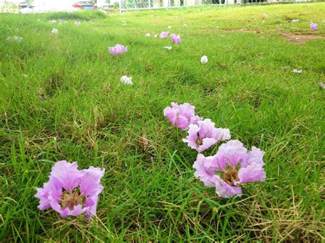 落花诗意 落花古风 古风诗意 大山谷图库
