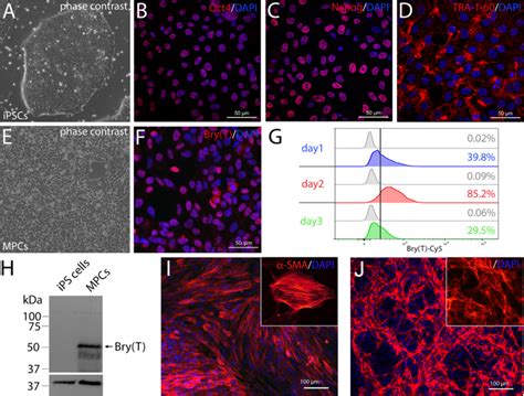 通过整合中胚层祖细胞生成复杂的人类器官模型，包括血管网络。scientific Reports X Mol