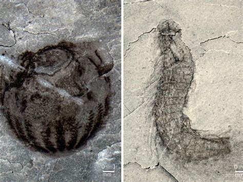 Mindblowing Haul Of Fossils Over 500m Years Old Unearthed In Chinas Hubei Province The