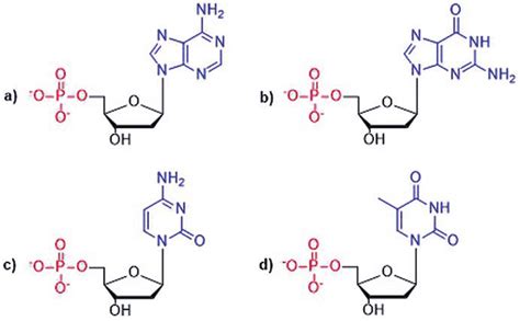 Thymine Nucleotide Structure