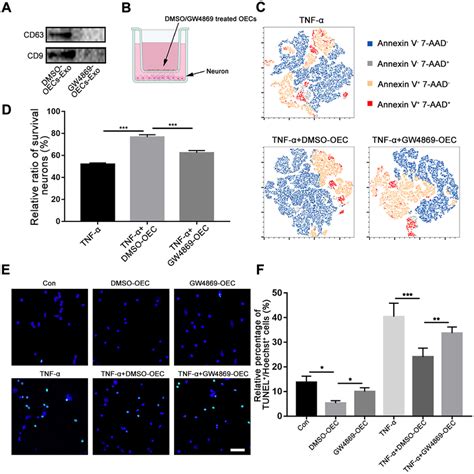 Protective Effect Of Oec Derived Exosome On Neurons A Exosomes Were Download Scientific