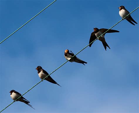 Деревенская ласточка: описание, где обитает, чем питается