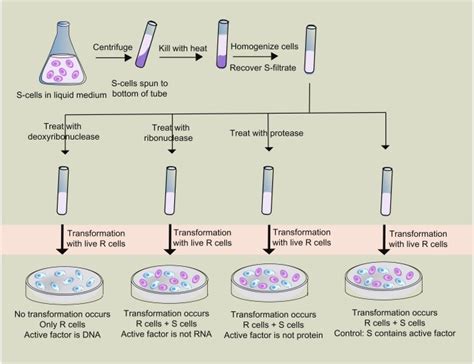 Draw A Schematic Diagram To Explain The Independent Inheritance Circuit Diagram