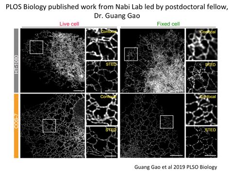 Home Page Ubc Lsi Imaging