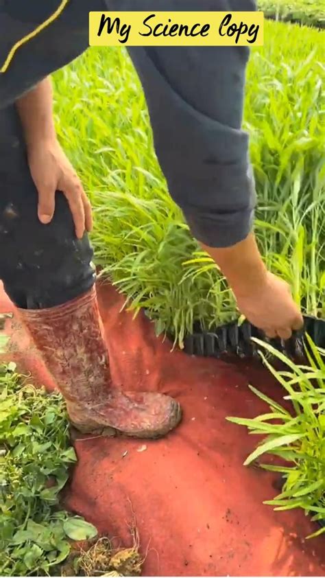 Water Spinach Seedlings Are Fully Ready Satisfying Shot🌻🌼🌾🍂🌲 In 2024 Water Spinach Natural