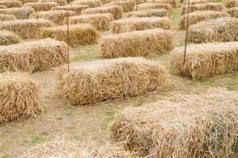 Open Place Paddy Straw 30 Kg Roll At ₹ 10 Kg In Salem Id 11445233188