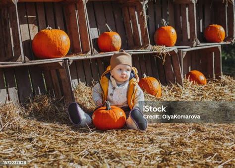 큰 오렌지 호박이 있는 호박 농장의 유아 호박 밭 농장에서 화창한 가족의 날 가족 시간을 잘 보냈습니다 10월에 대한 스톡 사진 및 기타 이미지 Istock