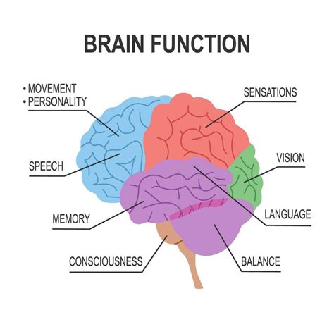Structure Of The Brain Diagram Brain Functions Brain Map And Functions