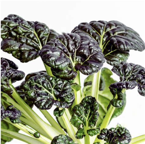 Red Tatsoi