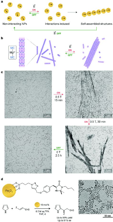 Magnetic Field Induced Self Assembly Of Superparamagnetic Nps A Download Scientific Diagram