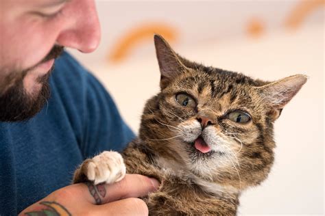 Lil Bub Wallpapers Wallpaper Cave