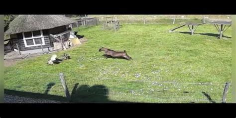 Video Of Goat And Rooster Saving Hen From Hawk Attack Goes Viral