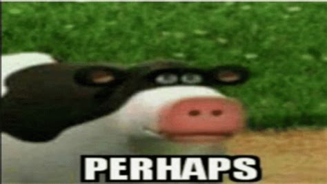 Perhaps Cow Meme Perhaps Cow Funny Discover And Share S