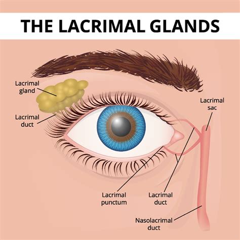 Blocked Tear Duct Upper Eyelid